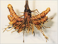 Lanco Spices - Specialist house of Indian turmeric and certified ...